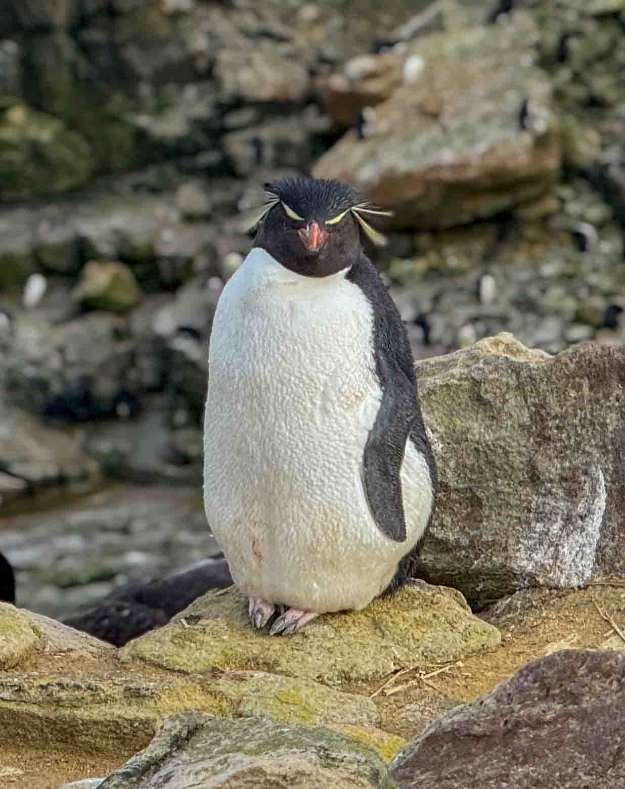 Penguins, Albatross Drama, and My First Ride in the Penguin Shame Jeep ...