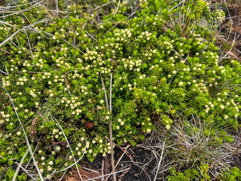 Gypsy Cove – Where Penguins Outnumber Landmines (And That’s Saying ...