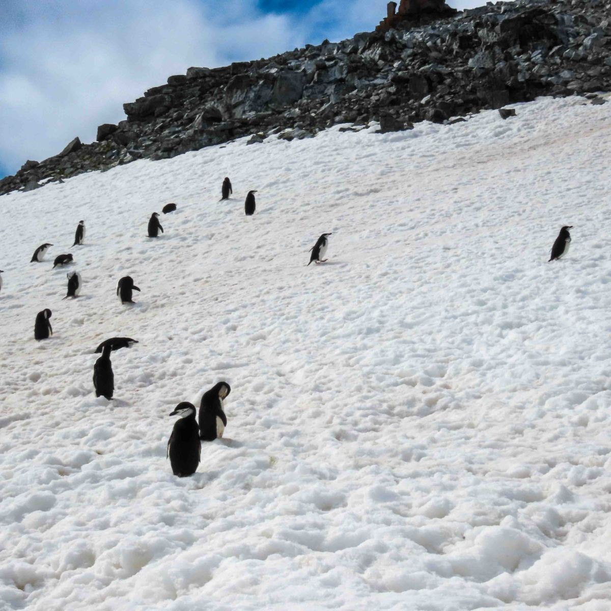 Last Landings, Baby Penguins, and a Surprise Drake Encore ...