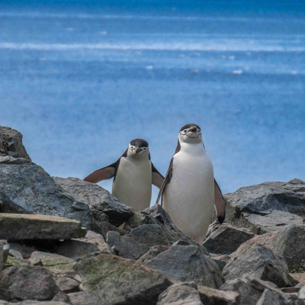 Last Landings, Baby Penguins, and a Surprise Drake Encore ...